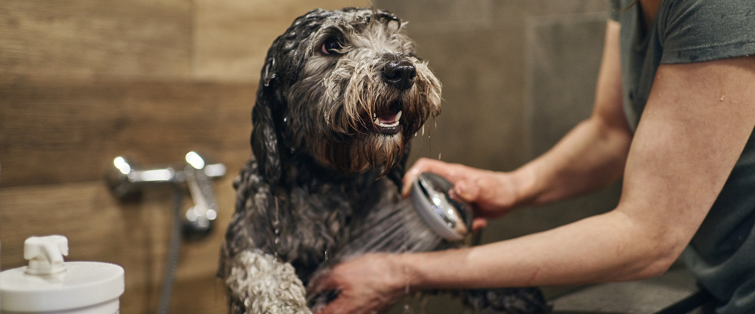 How to maintain your dog's hygiene? – Husse Singapore