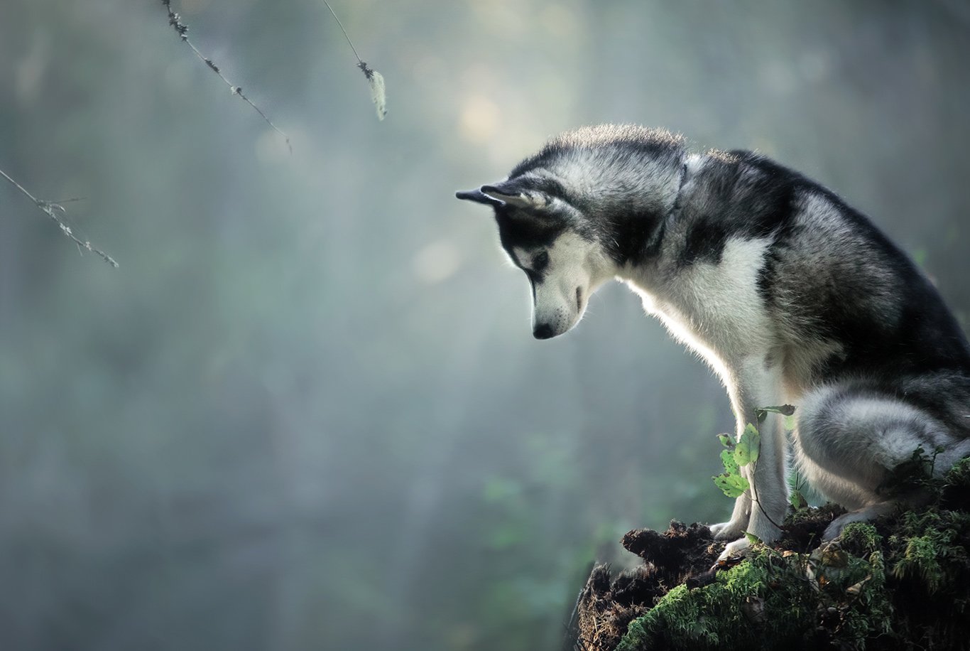 Siberian Husky – Husse Singapore